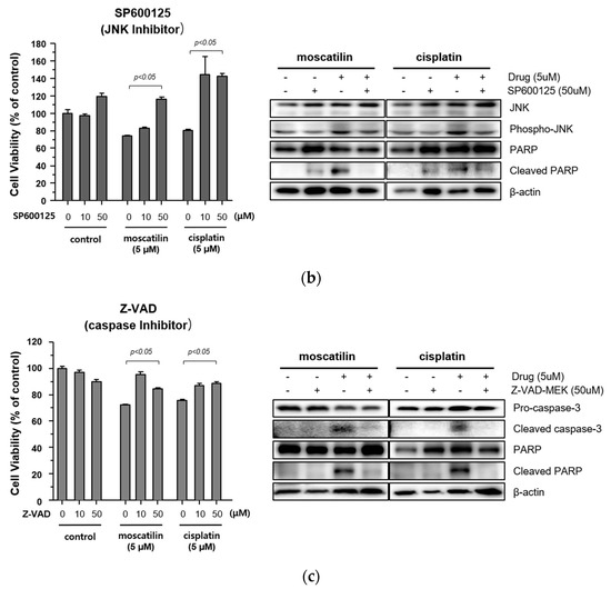 Moscatilin Induces Apoptosis in Human Head and Neck Squamous Cell ...