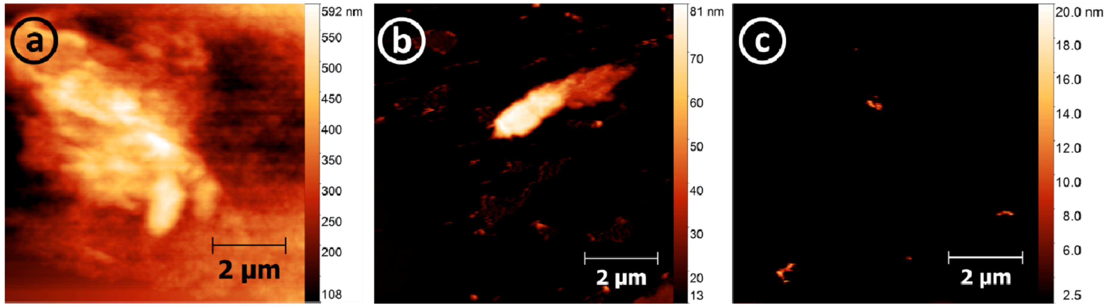 One- and Two-Electron Oxidations of β-Amyloid25-35 by Carbonate Radical ...