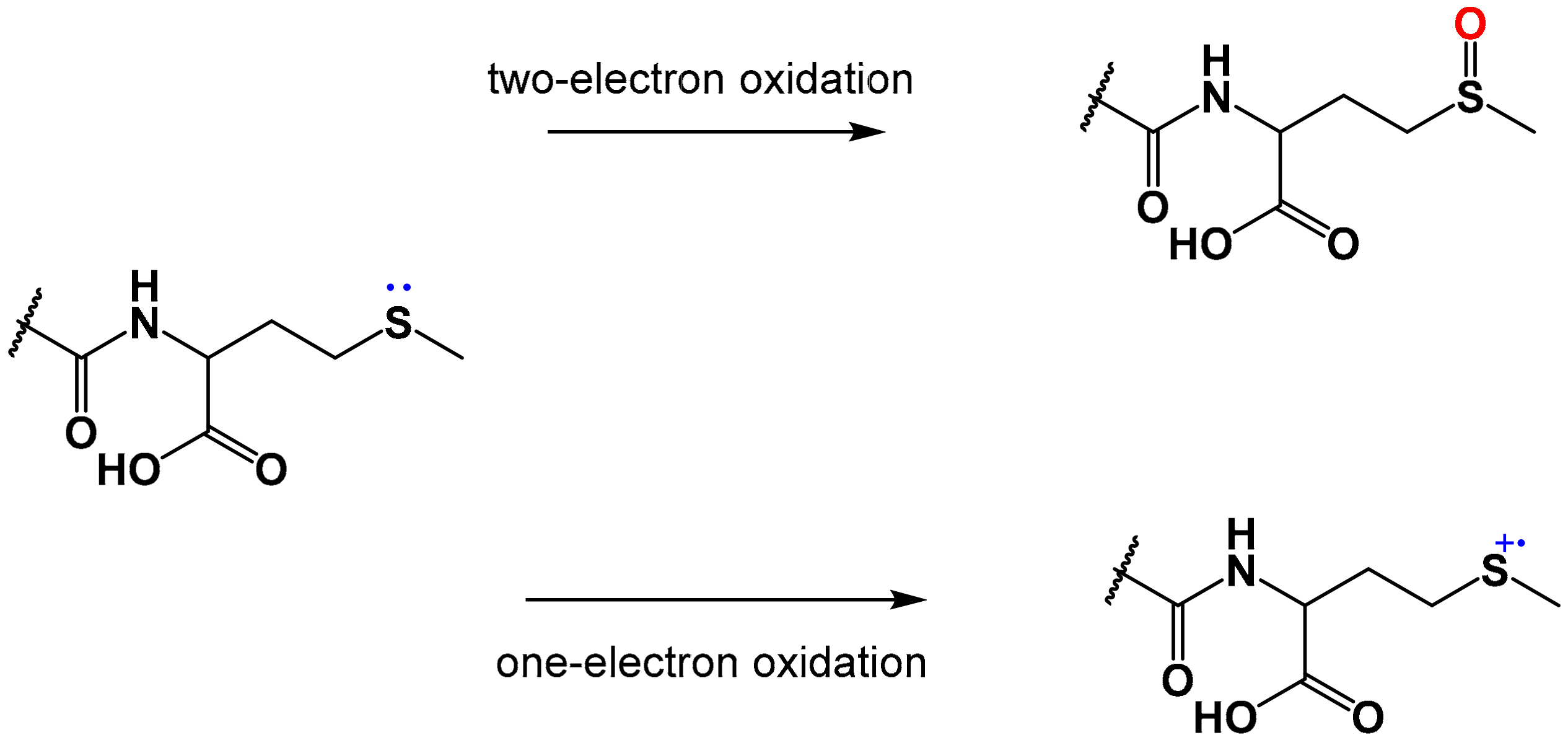 One- and Two-Electron Oxidations of β-Amyloid25-35 by Carbonate Radical ...