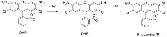 One- and Two-Electron Oxidations of β-Amyloid25-35 by Carbonate Radical ...