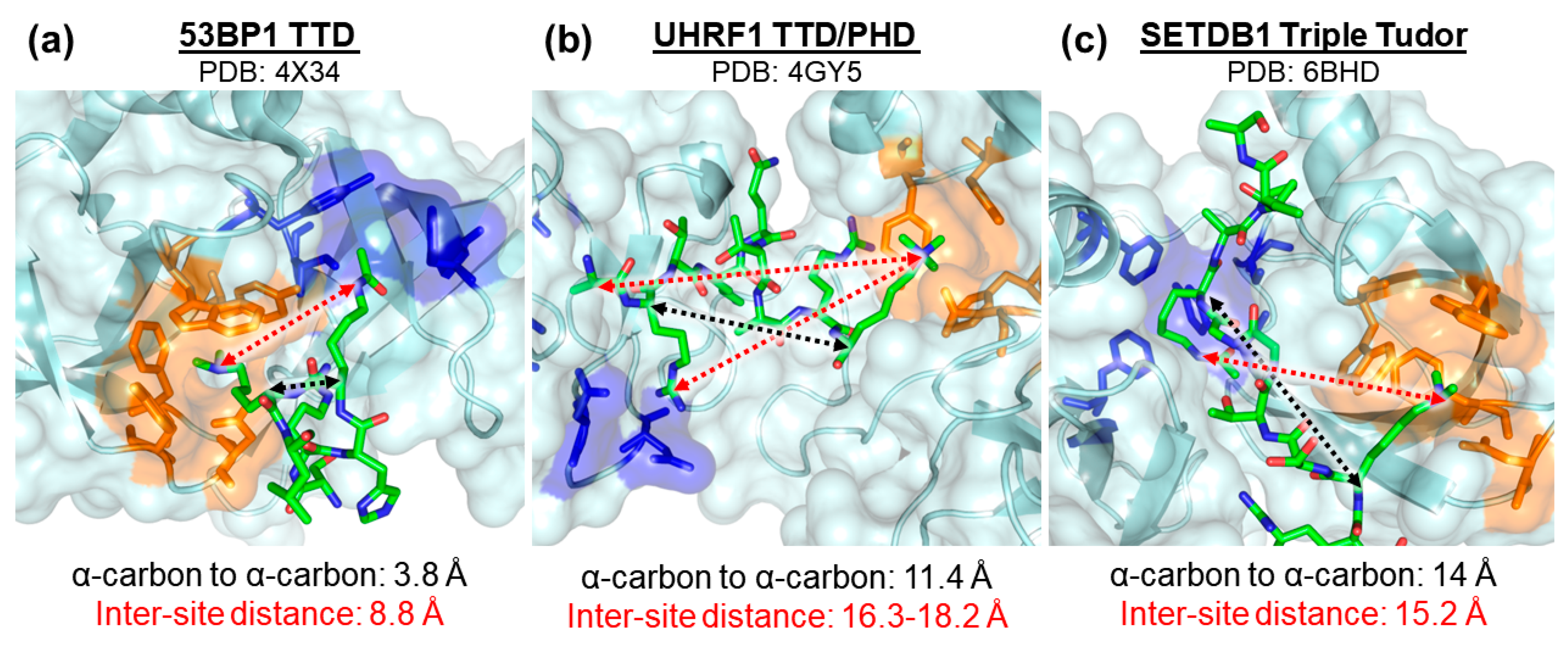 Design and Construction of a Focused DNA-Encoded Library for ...