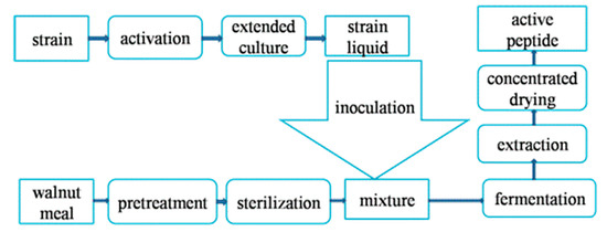 Bioactive Peptides from Walnut Residue Protein
