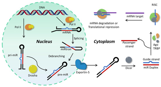 PNA-Based MicroRNA Detection Methodologies