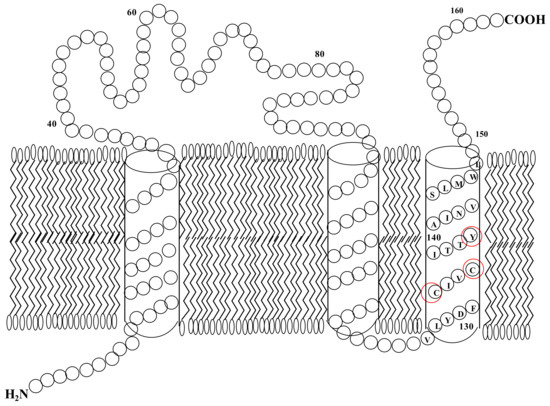 Antagonists of Vitamin K—Popular Coumarin Drugs and New Synthetic and ...