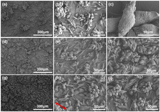 In Vitro Bioactivity and Biocompatibility of Bio-Inspired Ti-6Al-4V Alloy Surfaces Modified by ...