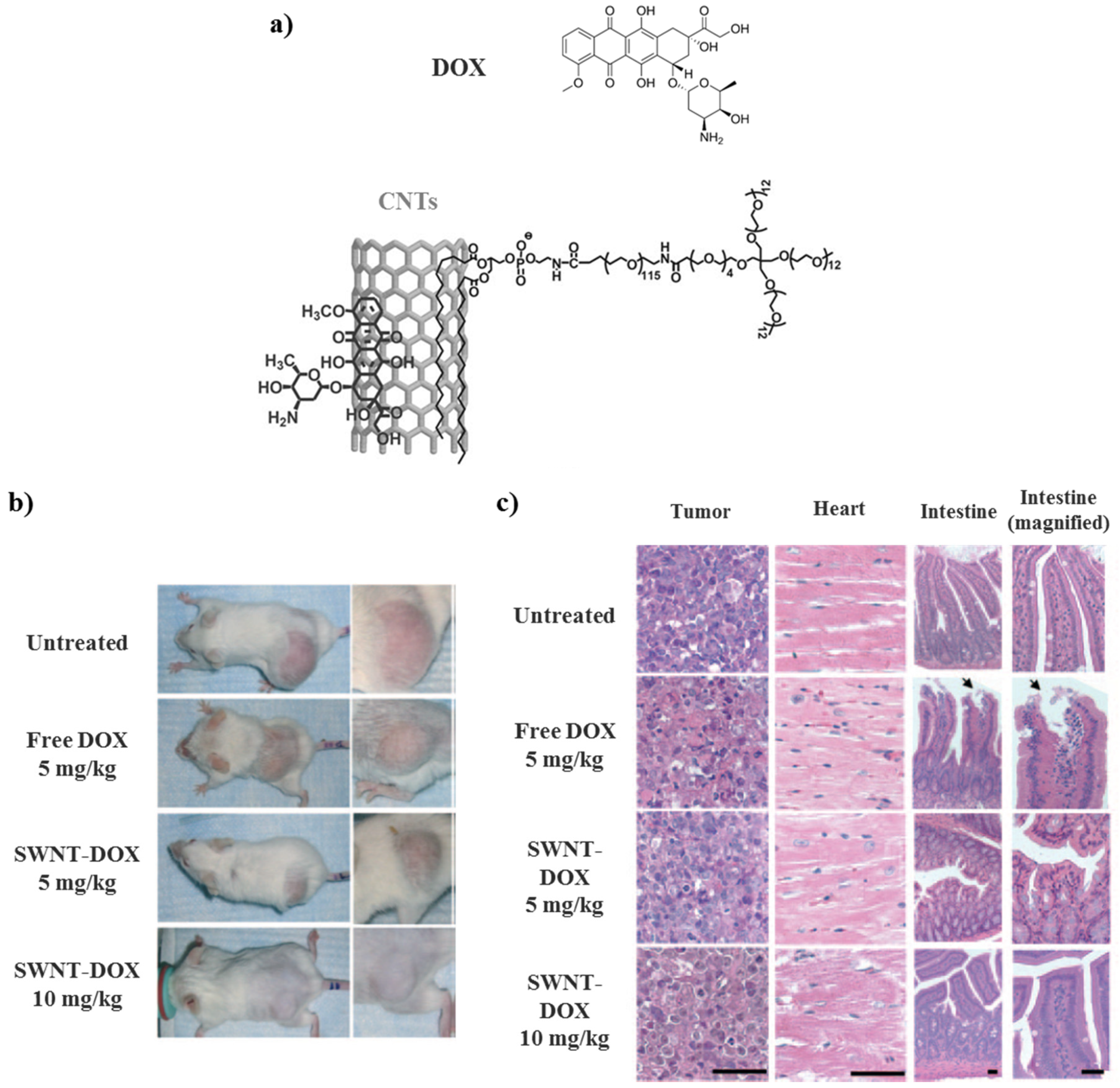 Encapsulation for Cancer Therapy