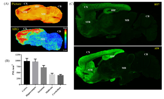 Characterization of 18F-PM-PBB3 (18F-APN-1607) Uptake in the rTg4510 ...