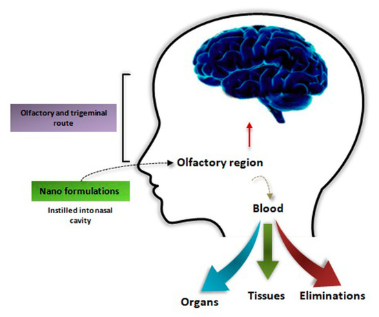 Intranasal Delivery of Nanoformulations: A Potential Way of Treatment ...