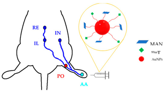 Technetium-Radiolabeled Mannose-Functionalized Gold Nanoparticles as ...