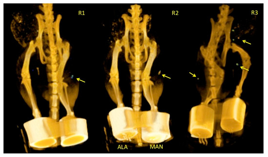 Technetium-Radiolabeled Mannose-Functionalized Gold Nanoparticles as ...
