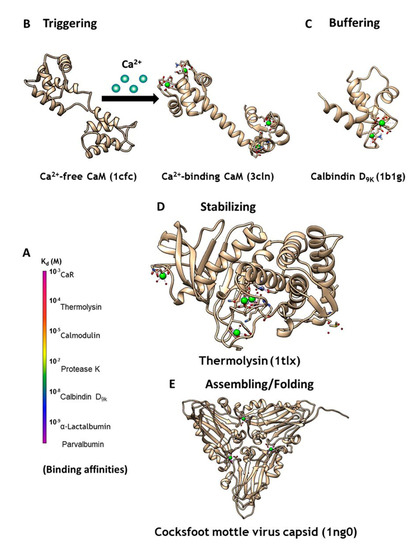 Design of Calcium-Binding Proteins to Sense Calcium