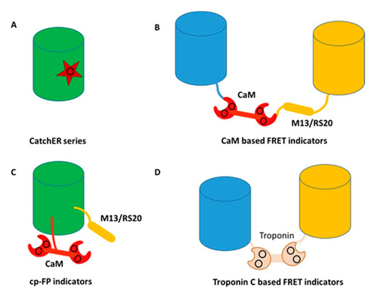 Design of Calcium-Binding Proteins to Sense Calcium