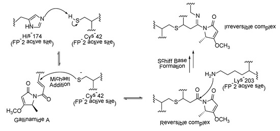Marine Cyanobacteria: A Source of Lead Compounds and their Clinically ...