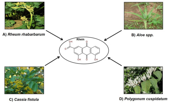 Therapeutic Emergence of Rhein as a Potential Anticancer Drug: A Review ...