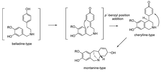 Chemical and Biological Aspects of Montanine-Type Alkaloids Isolated ...