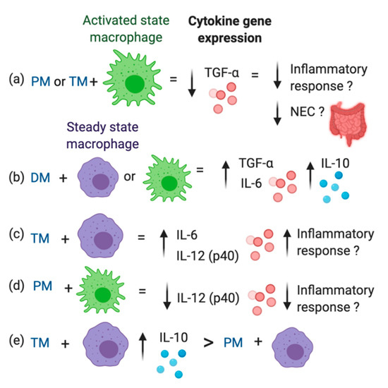 Cytokine Expression by Human Macrophage-Like Cells Derived from the ...