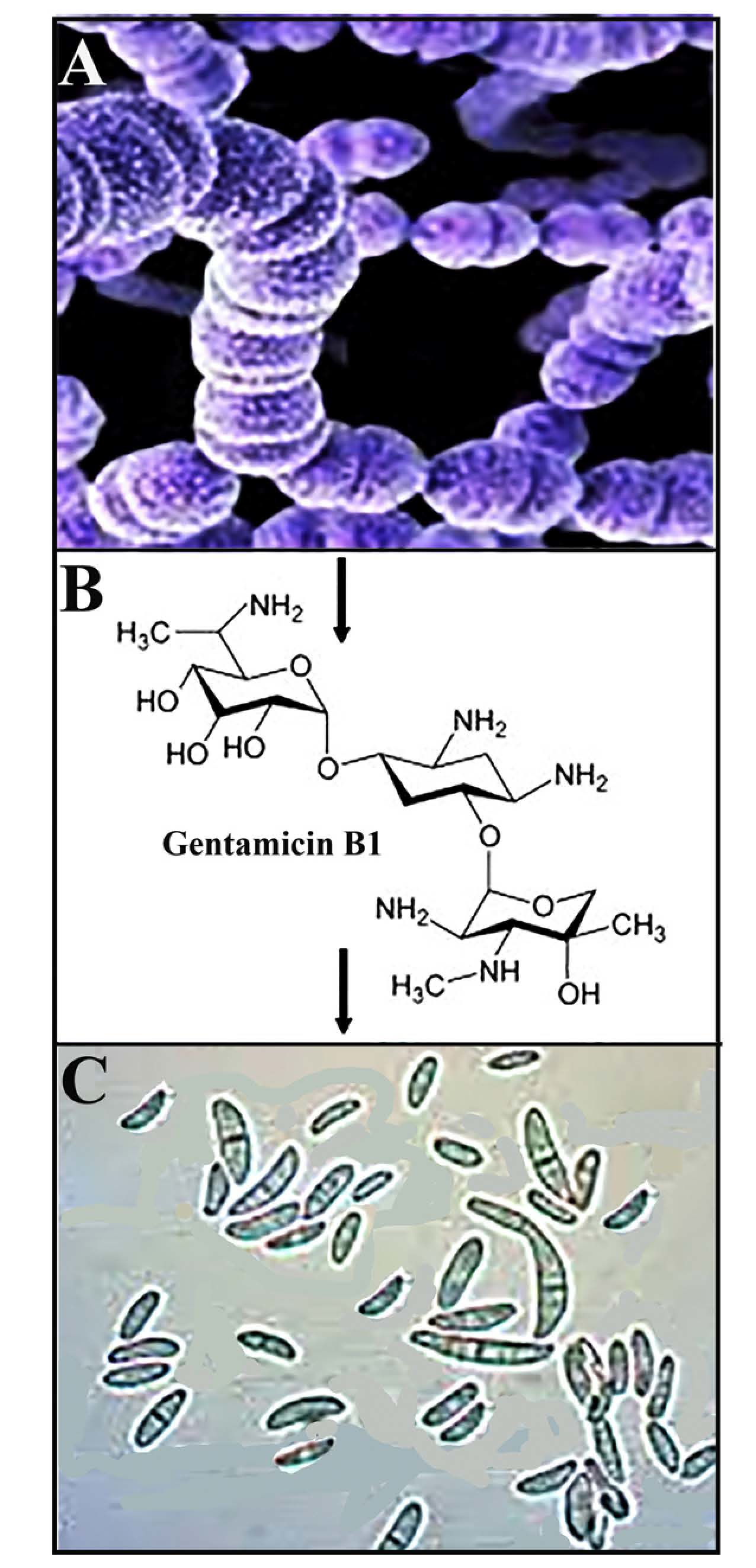 Molecules | Free Full-Text | Antifungal Activity of Gentamicin B1 ...