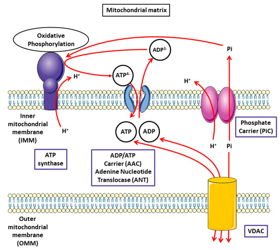 Mitochondrial SLC25 Carriers: Novel Targets for Cancer Therapy