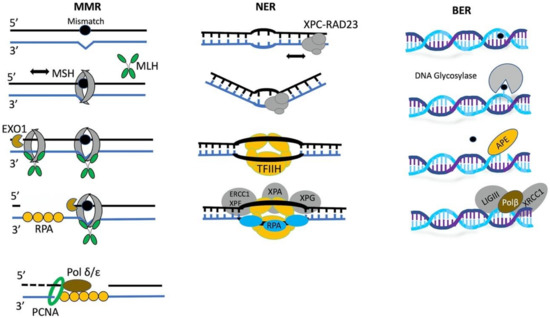Resolving DNA Damage: Epigenetic Regulation of DNA Repair