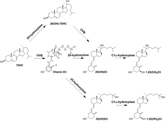 Detection of 7-Dehydrocholesterol and Vitamin D3 Derivatives in Honey