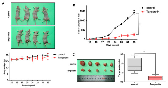 Inhibitory Effects of Tangeretin, a Citrus Peel-Derived Flavonoid, on ...
