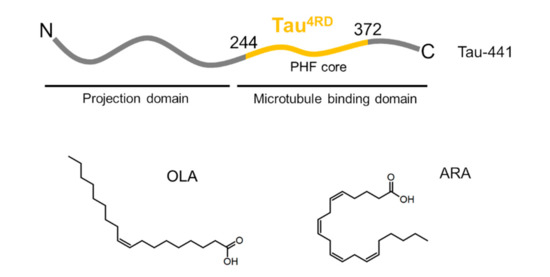 Molecules | Free Full-Text | Unsaturated Fatty Acid-Induced ...