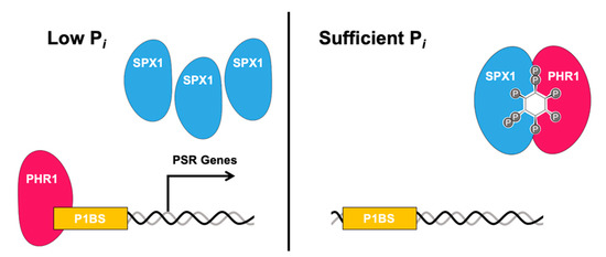 Inositol Pyrophosphate Pathways and Mechanisms: What Can We Learn from ...