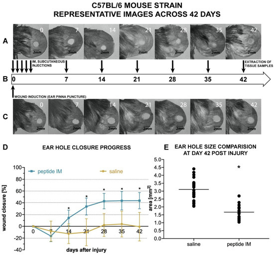 Imunofan—RDKVYR Peptide—Stimulates Skin Cell Proliferation and Promotes ...