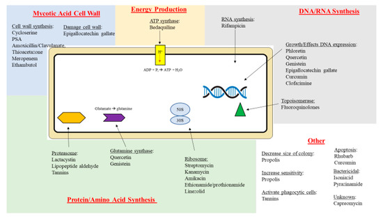 The War against Tuberculosis: A Review of Natural Compounds and Their ...