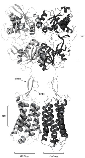 The GABAB Receptor—Structure, Ligand Binding and Drug Development