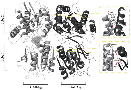 The GABAB Receptor—Structure, Ligand Binding and Drug Development