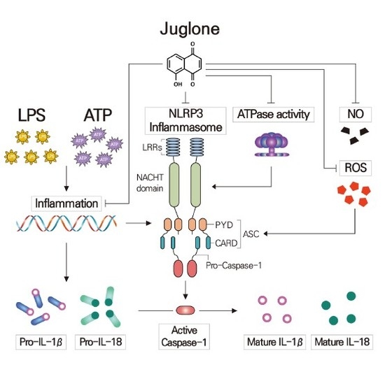 Molecules | Free Full-Text | Juglone Suppresses LPS-induced ...