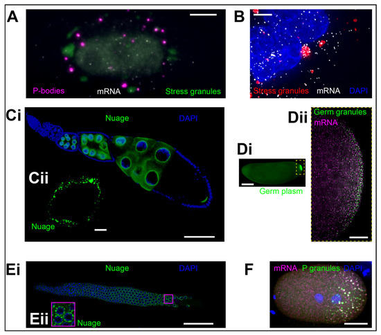 RNA Granules: A View from the RNA Perspective