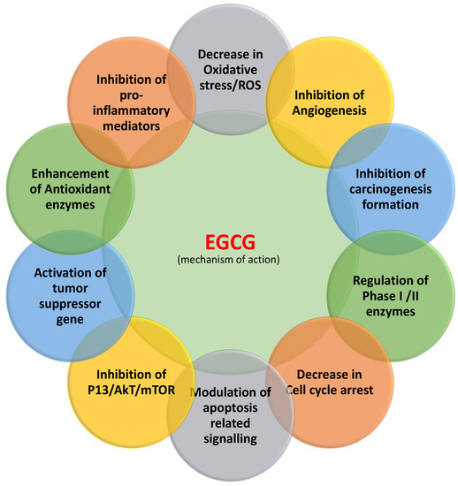 Potential Therapeutic Targets of Epigallocatechin Gallate (EGCG), the ...