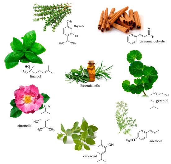 Natural Compounds for Wood Protection against Fungi—A Review