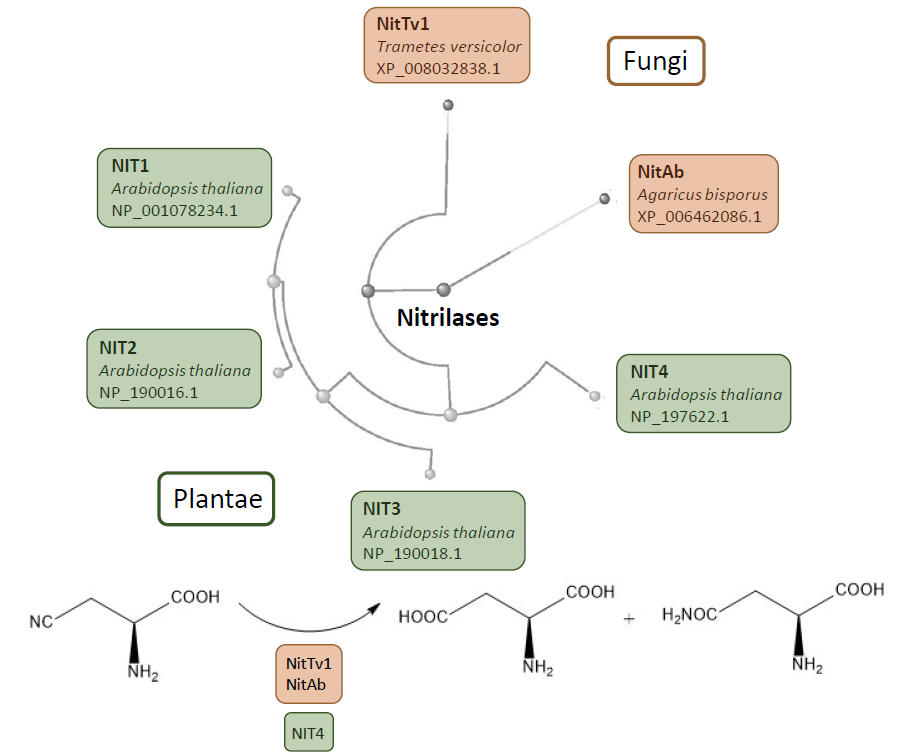 Molecules | Free Full-Text | Plant Nitrilase Homologues in Fungi ...