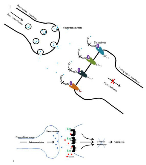 Molecules | Free Full-Text | Zerumbone-Induced Analgesia Modulated via ...