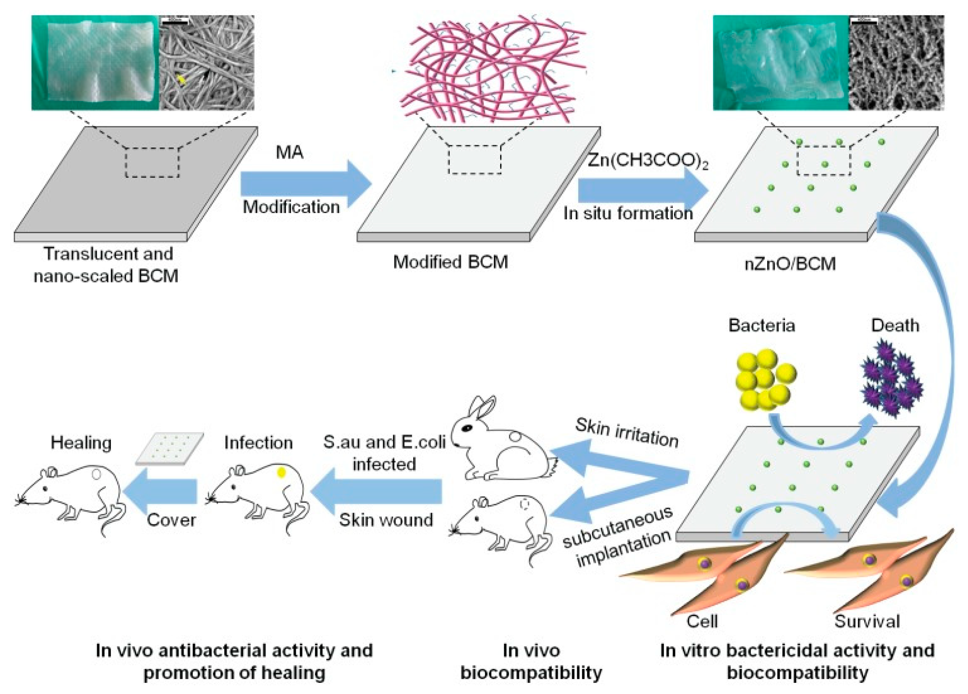 Nanocellulose Hybrids with Metal Oxides Nanoparticles for Biomedical ...