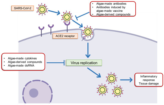 The Potential of Algal Biotechnology to Produce Antiviral Compounds and ...