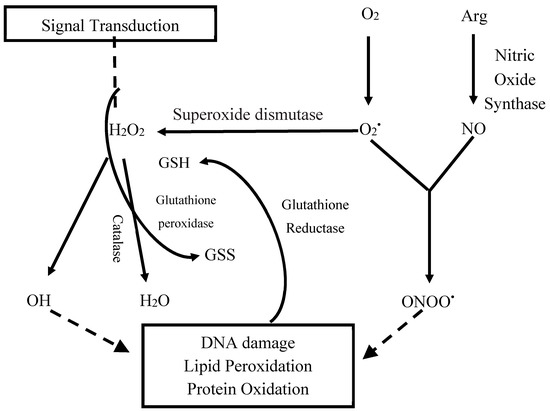Measurement of Glutathione as a Tool for Oxidative Stress Studies by ...