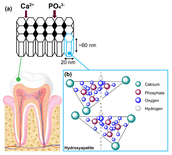 Identification of Key Functional Motifs of Native Amelogenin Protein ...