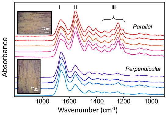 Orientation Matters: Polarization Dependent IR Spectroscopy of Collagen ...