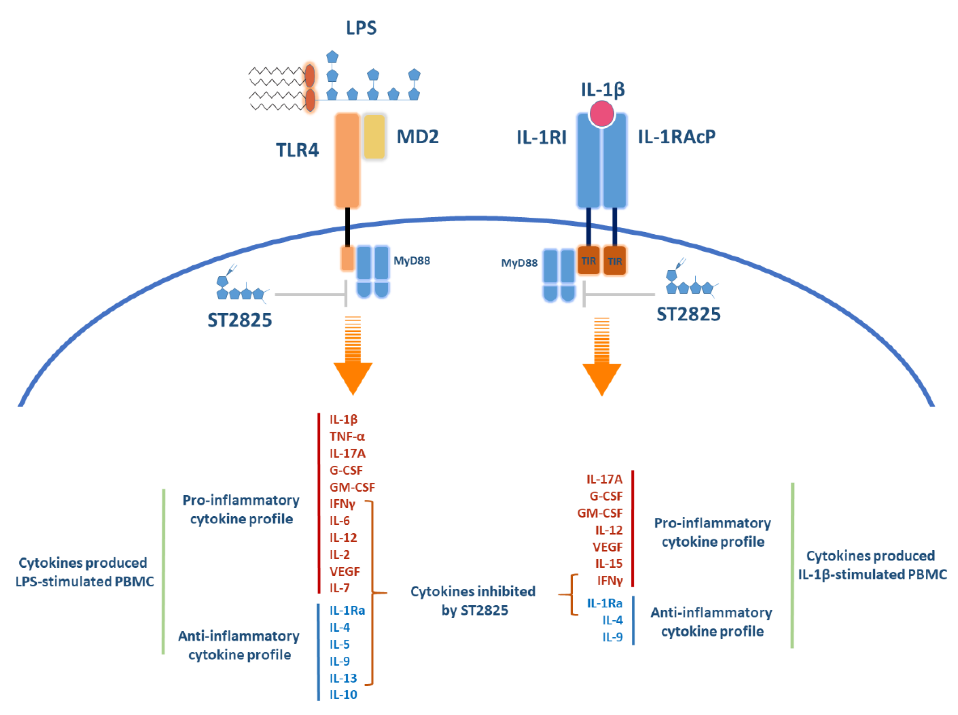 Downregulation of Inflammatory Cytokine Release from IL-1β and LPS ...