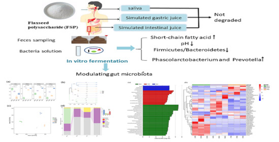Molecules | Free Full-Text | In Vitro Digestion and Fermentation by Human Fecal Microbiota of ...