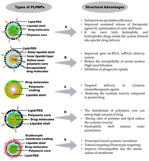 Utilization of Polymer-Lipid Hybrid Nanoparticles for Targeted Anti ...