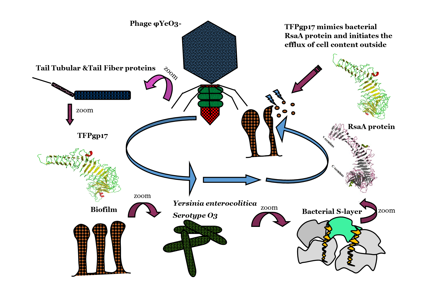 Molecules | Free Full-Text | New Insights on the Feature and Function ...