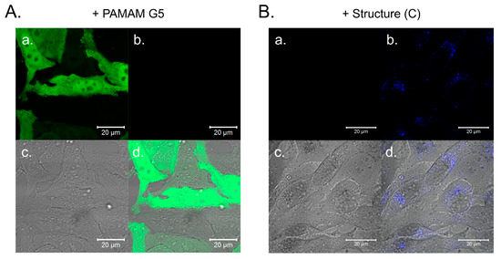 Molecules | Free Full-Text | Synthesis, Internalization and ...