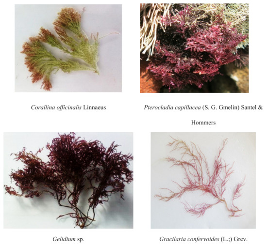 Therapeutic Uses of Red Macroalgae