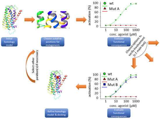 Structure-Function Analyses of Human Bitter Taste Receptors—Where Do We ...