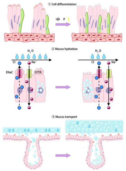 The Potential Role and Regulatory Mechanisms of MUC5AC in Chronic ...